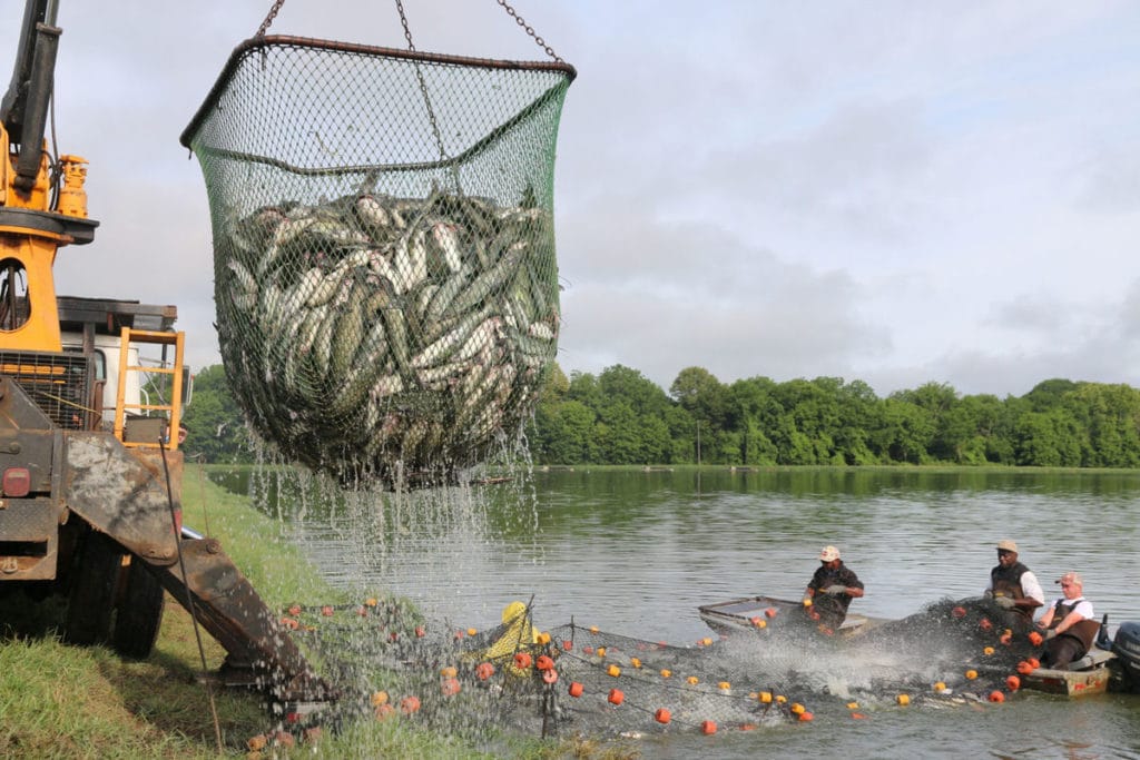 The semi-automated oyster-growing system FlipFarm won the 2021 Global ...
