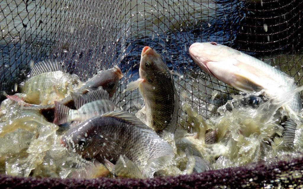 Tilapia fish attracts fish farmers in Odisha – Aquaculture Magazine