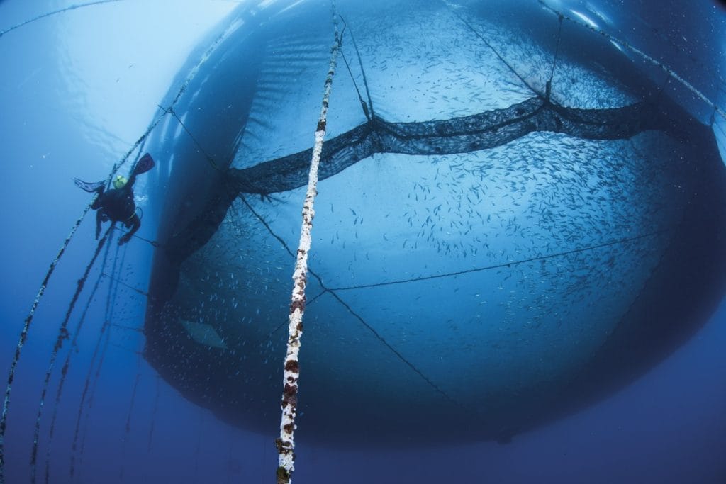 Mexican company Earth Ocean Farms alliance to unlock Pacific red ...
