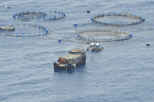 Kenya: Cage Fish Farming Now Lands in Nyeri – Aquaculture Magazine