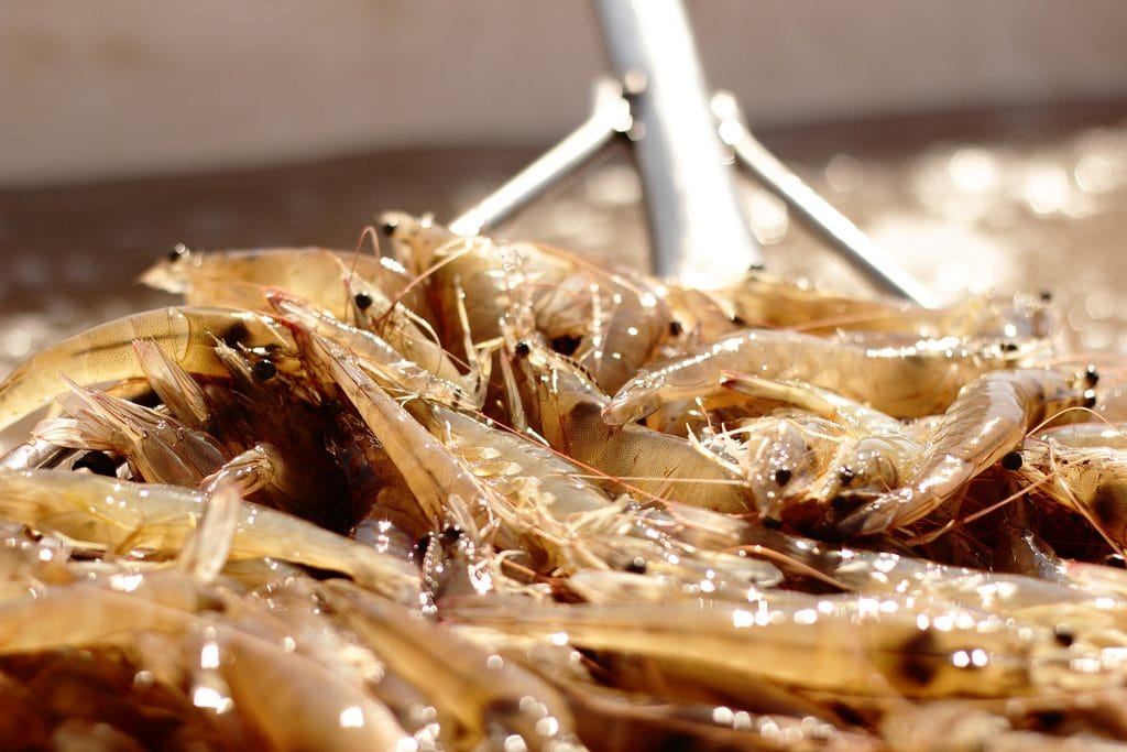 Scientists suggest krill meal is key to obtain cost-effective and ...