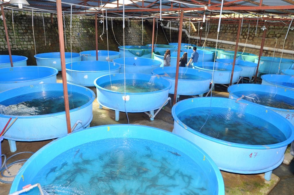 Investment opportunities in Saudi aquaculture sector - Aquaculture Magazine