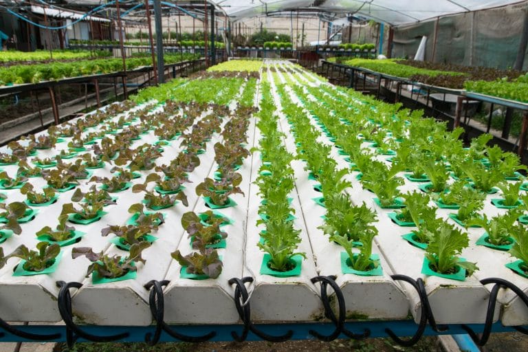 Barbados: future of farming highlights aquaponics – Aquaculture Magazine