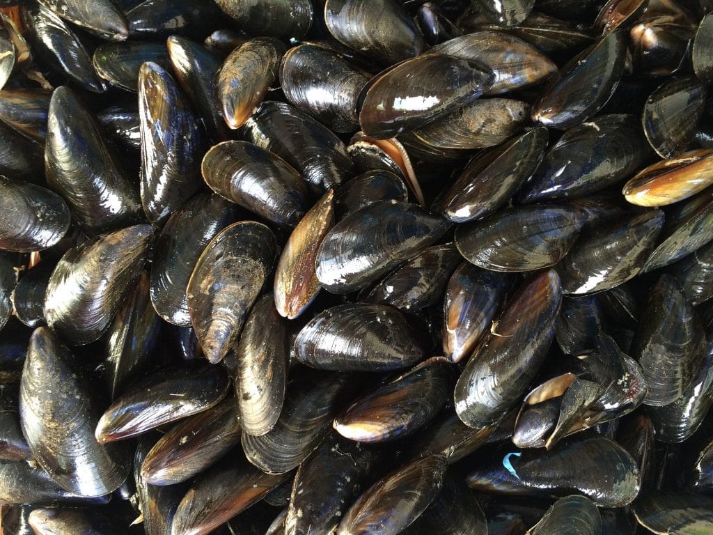 National Aquaculture Strategy helps South Australian mussels with new ...