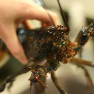 Microencapsulated algal feeds as a sustainable replacement diet for ...