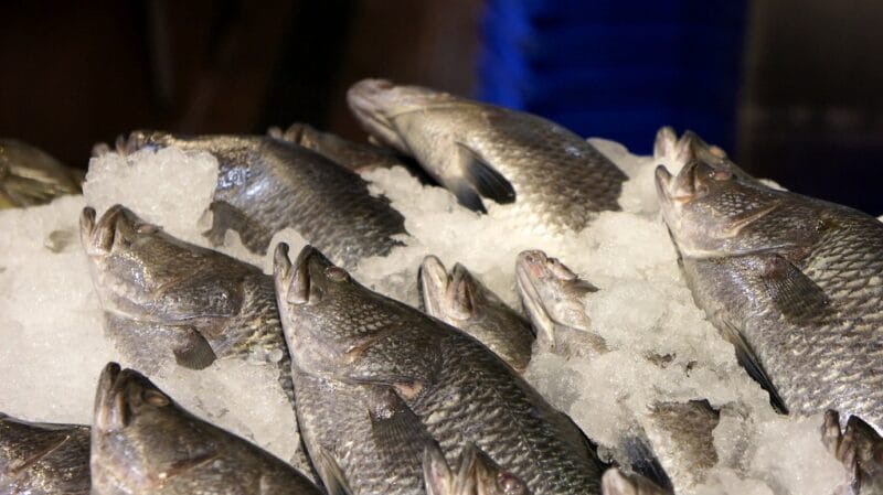 North Queensland barramundi farm to triple production, support regional ...