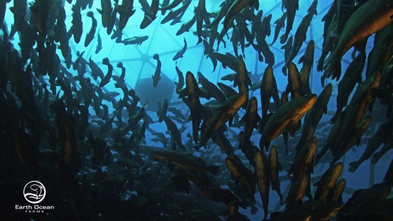 Earth Ocean Farms, located in La Paz, Mexico, receives the BAP ...