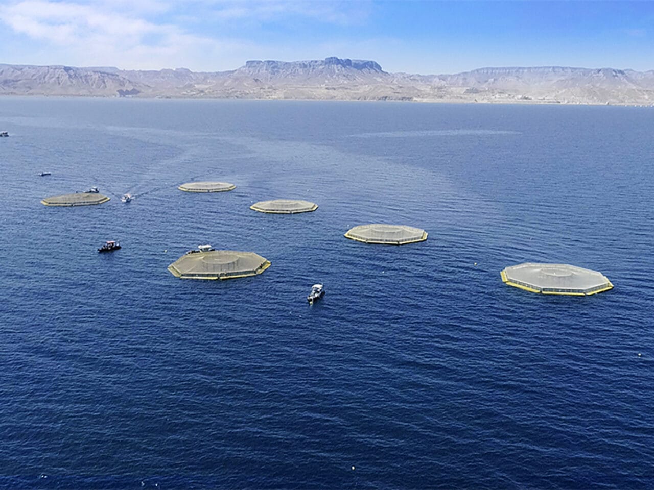 Mexican company Earth Ocean Farms alliance to unlock Pacific red ...
