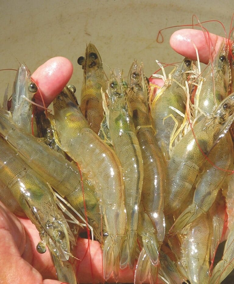 Production Performance of Super Intensive Vannamei Shrimp Litopenaeus ...