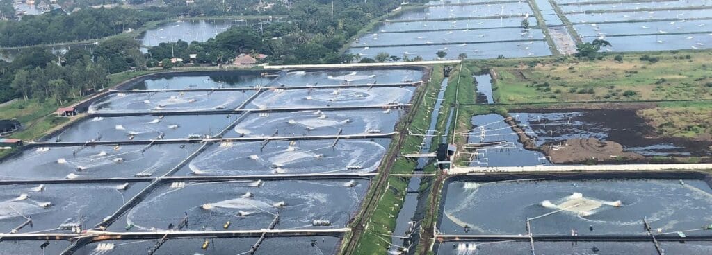 Intensification of Penaeid Shrimp Culture: An Applied Review of ...