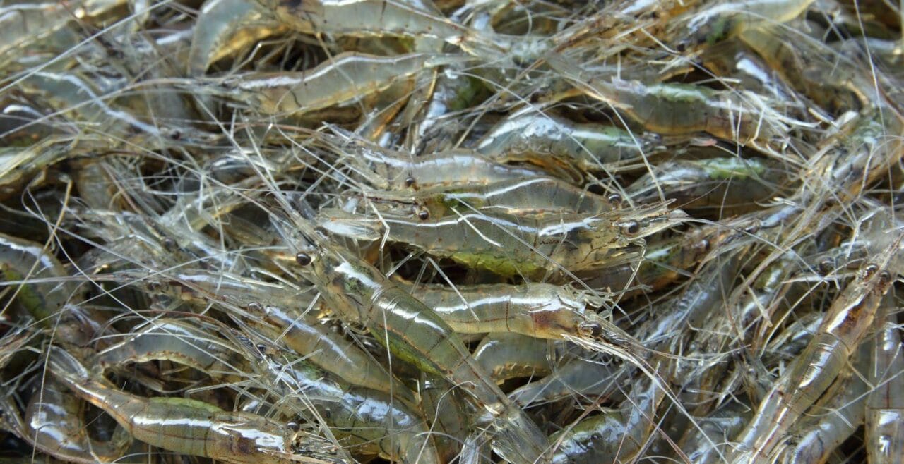 Acute Hepatopancreatic Necrosis Disease (AHPND): Virulence ...