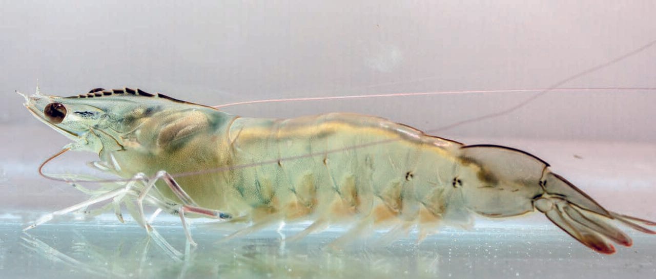OF SHRIMP AND MEN: Innovation, Competition and Product Diversity ...