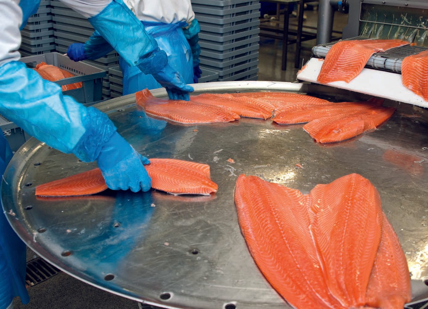 Biotechnology can help us save the genetic heritage of salmon and other ...