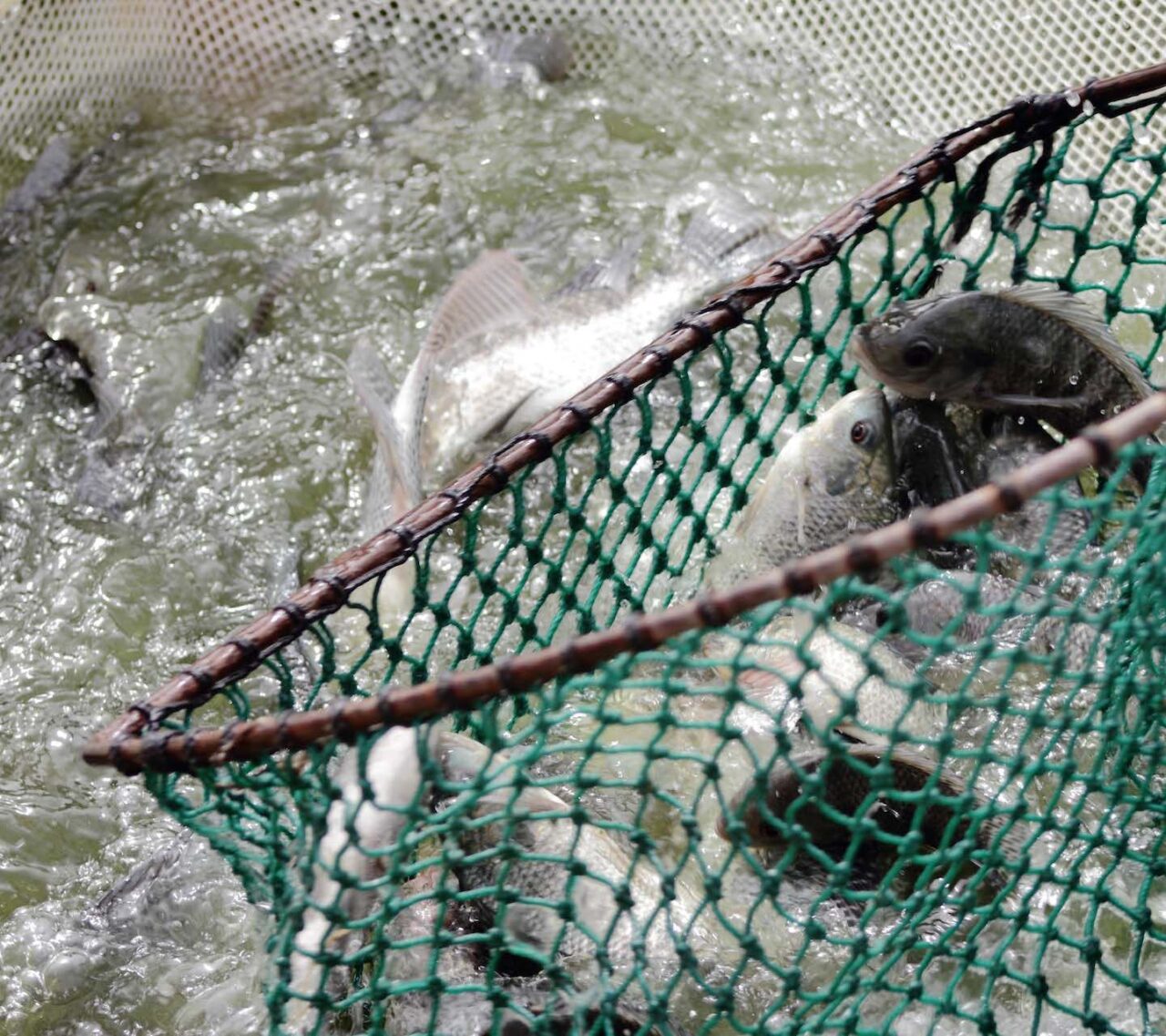 FAO 2022 - THE STATE OF WORLD FISHERIES AND AQUACULTURE: KEY MESSAGE ...