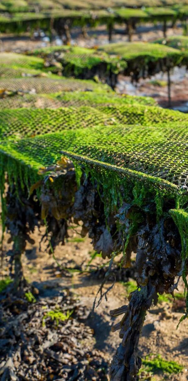 FAO 2022 - THE STATE OF WORLD FISHERIES AND AQUACULTURE: KEY MESSAGE ...