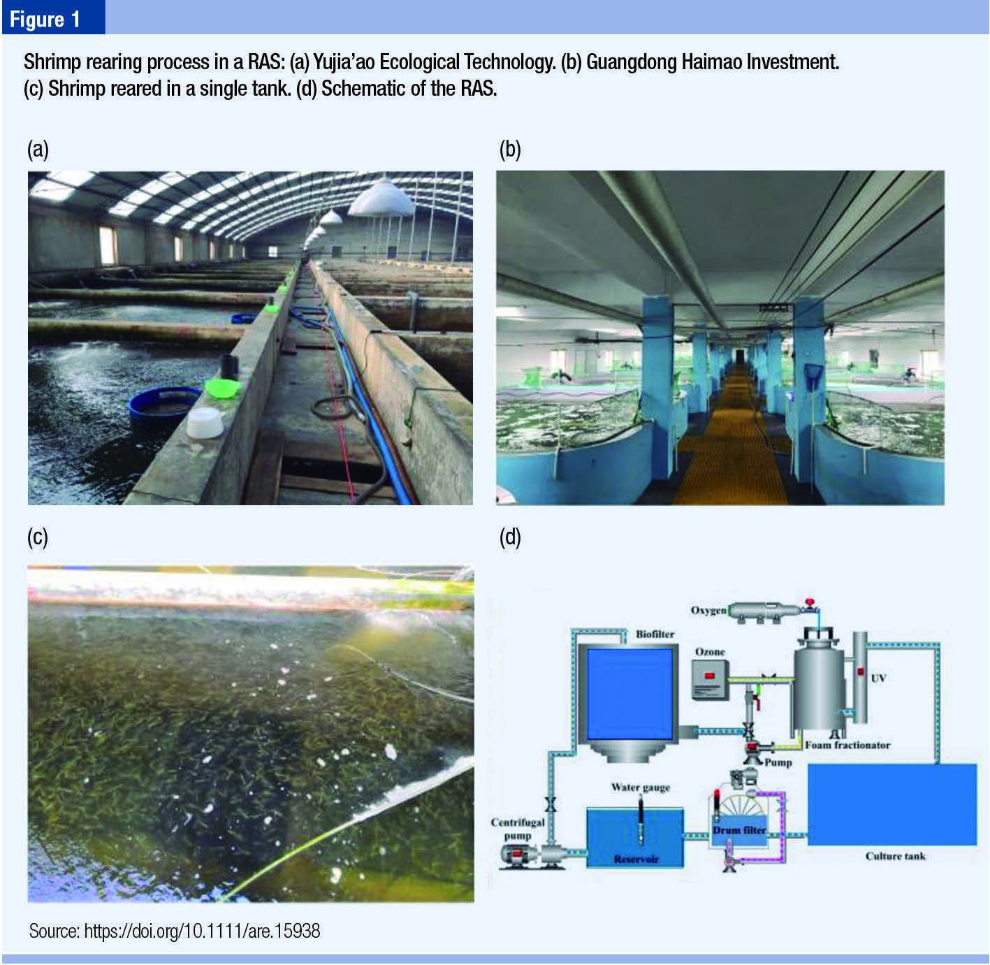INTELLIGENT FEEDING TECHNIQUE BASED ON PREDICTING SHRIMP GROWTH in ...