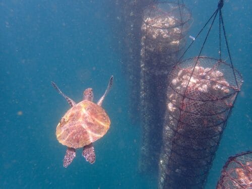 UAE-based Dibba Bay Oysters becomes the only aquaculture farm in the ...