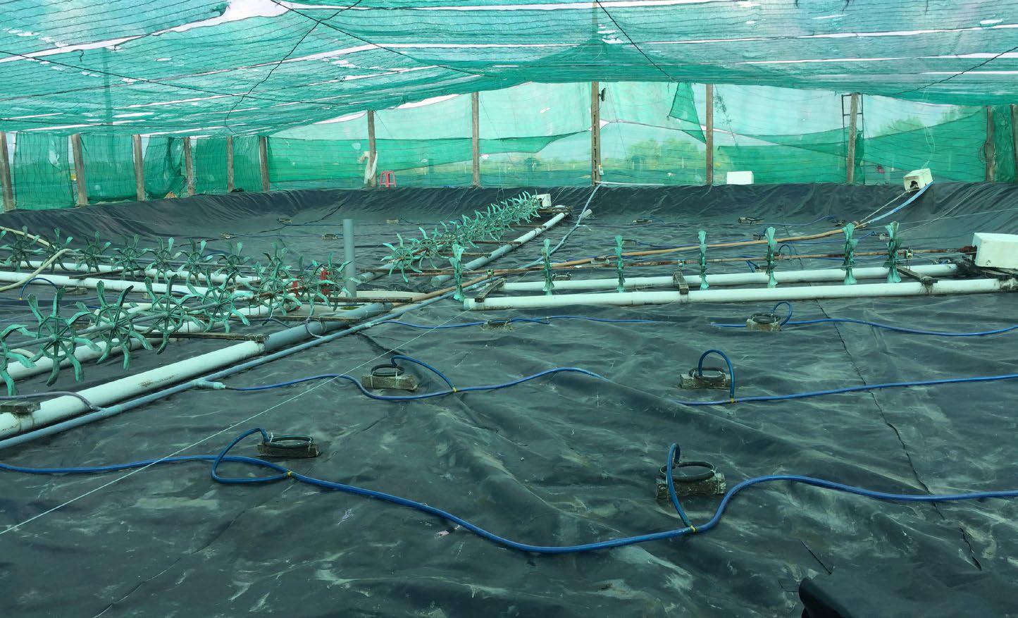 The Lure of High-Density Shrimp Culture and Why It Can Be Risky ...