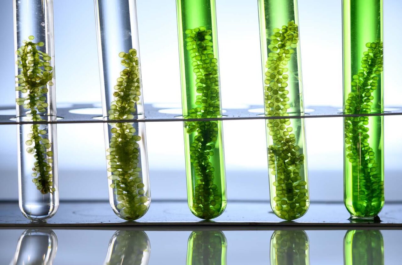 Marine Bioprospecting: the route to treasure trove of bioresources for ...