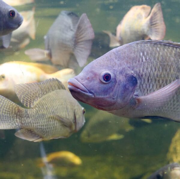 Microalgae-blend tilapia feed eliminates fishmeal and fish oil ...