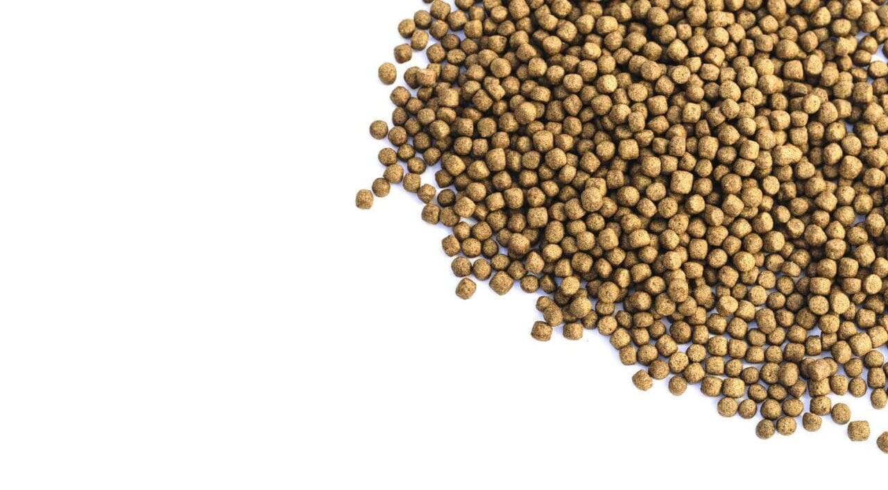 Microalgae-blend tilapia feed eliminates fishmeal and fish oil ...