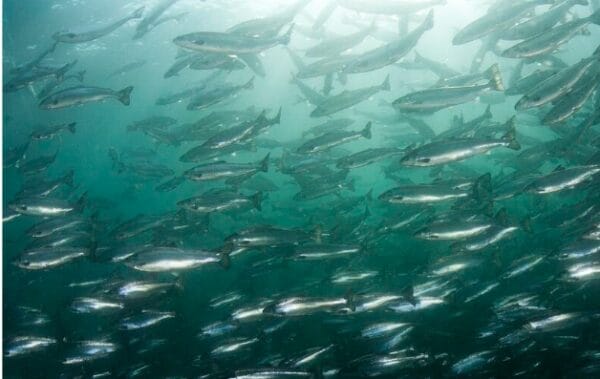 New study shows krill diet fulfill choline requirements and prevents ...