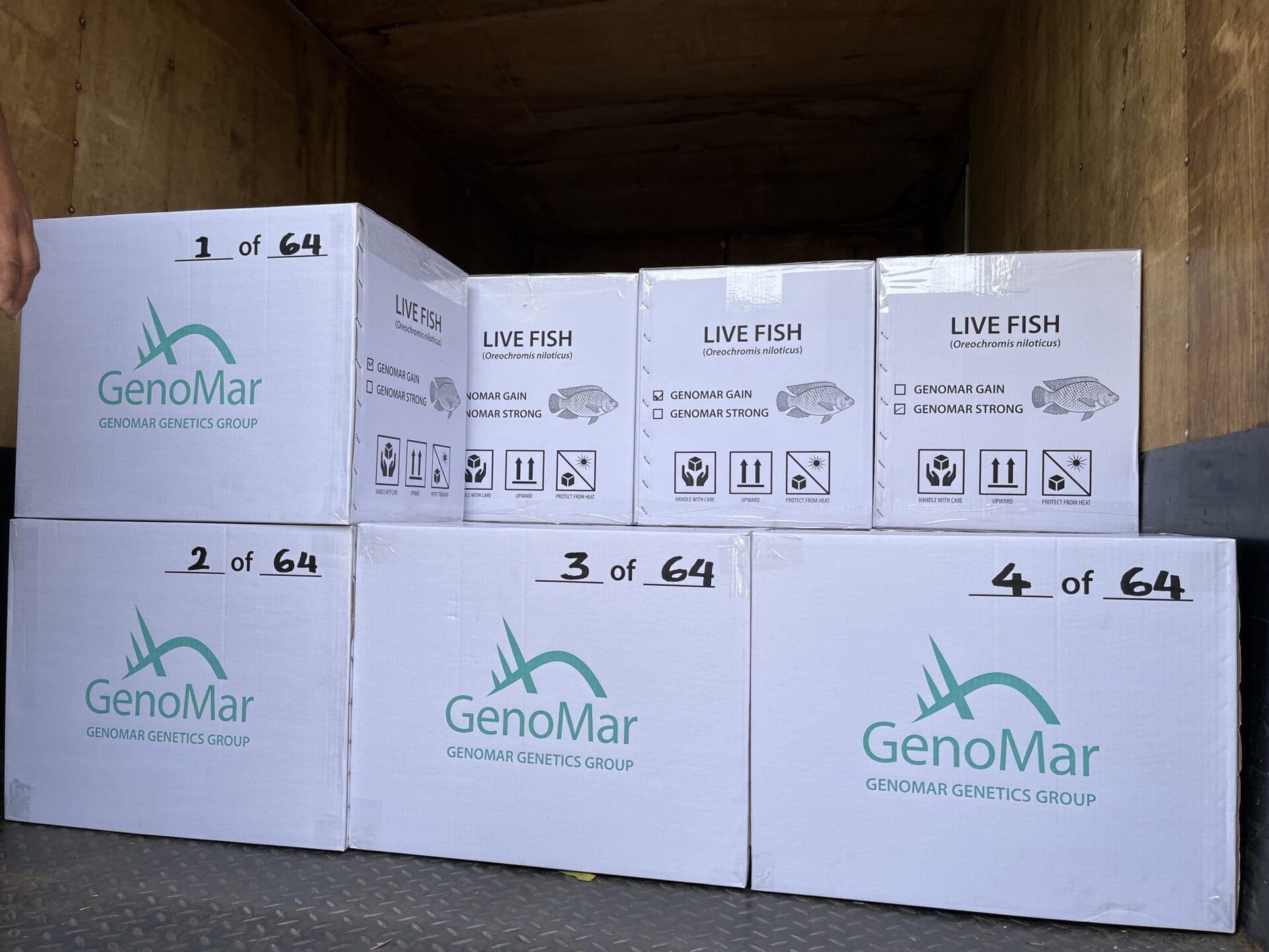 Successful importation of GenoMar tilapia broodstock into Colombia ...