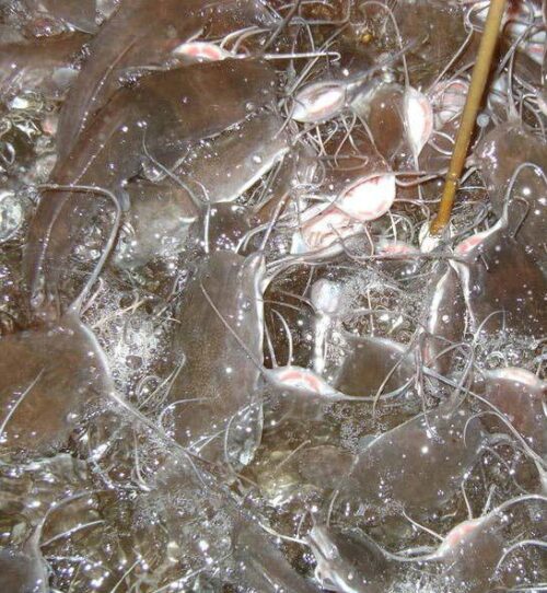 Aeration of incubation units improves egg hatchability and larvae ...