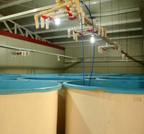 Aeration of incubation units improves egg hatchability and larvae ...