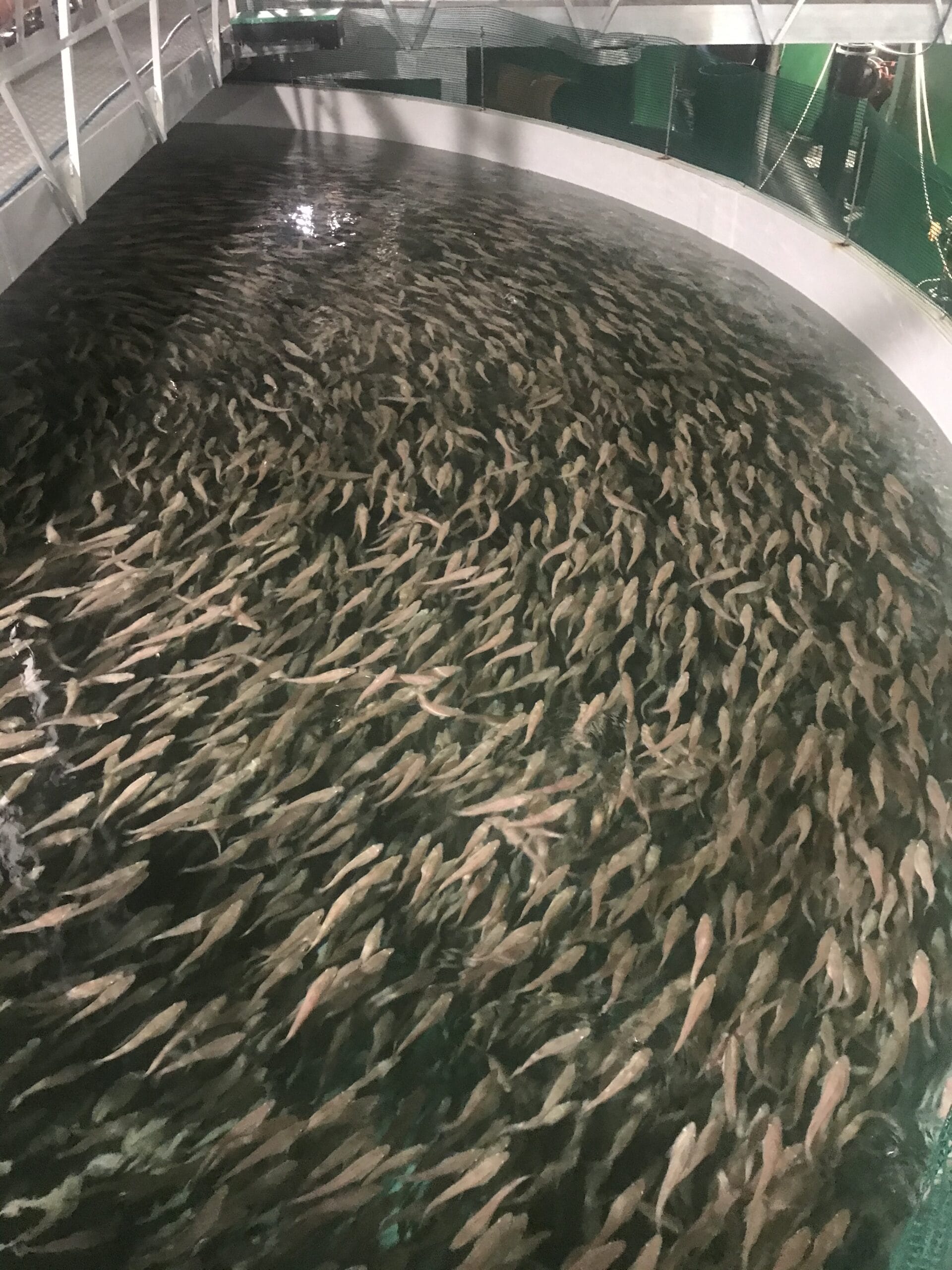 Norwegian cod farming company Norcod raises more than NOK 190 million ...