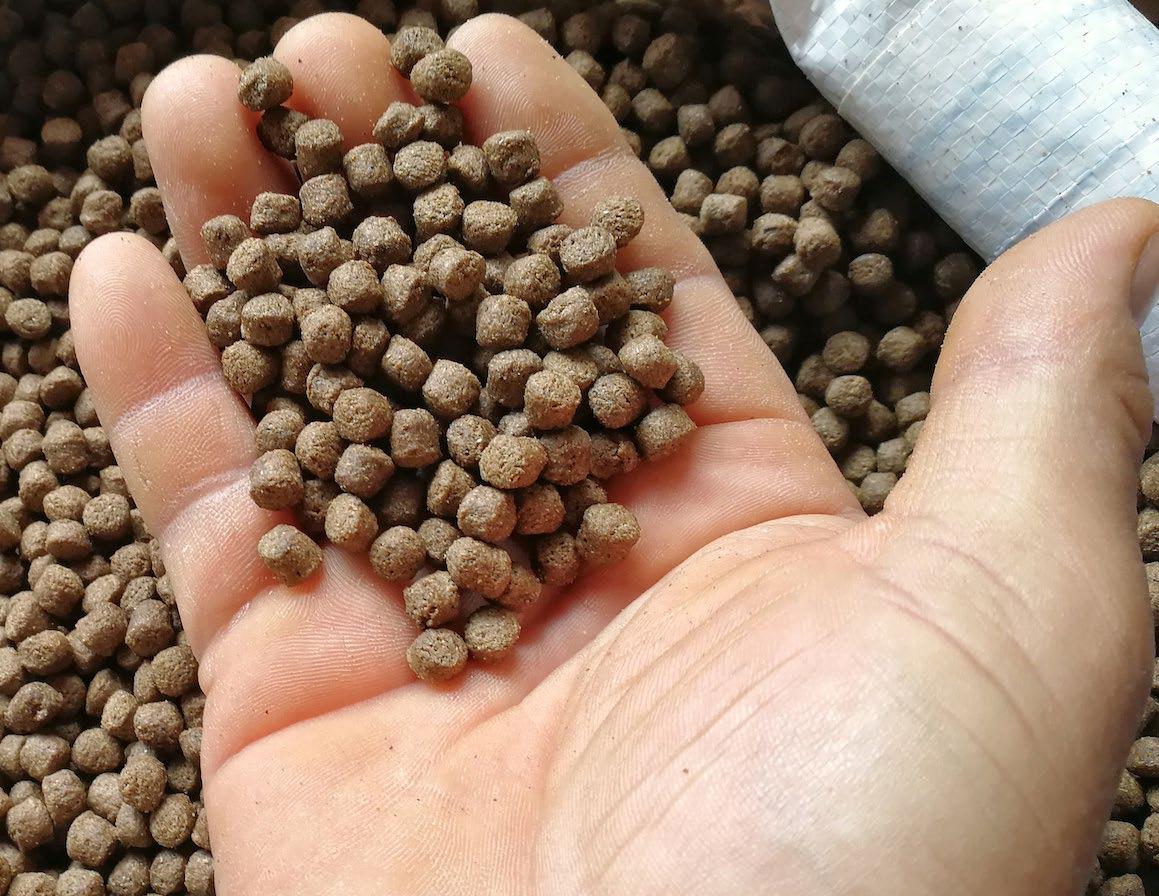 Microorganisms in Fish Feeds, Technological Innovations, and Key ...