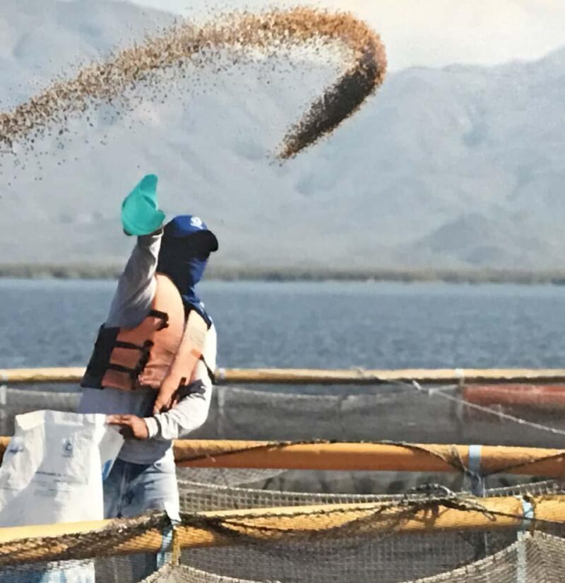 Insect Protein: the Future of Feed - Aquaculture Magazine