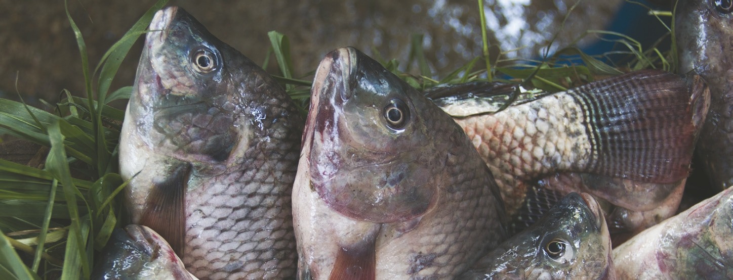 Bioeconomic modeling in tilapia aquaculture: A review - Aquaculture ...