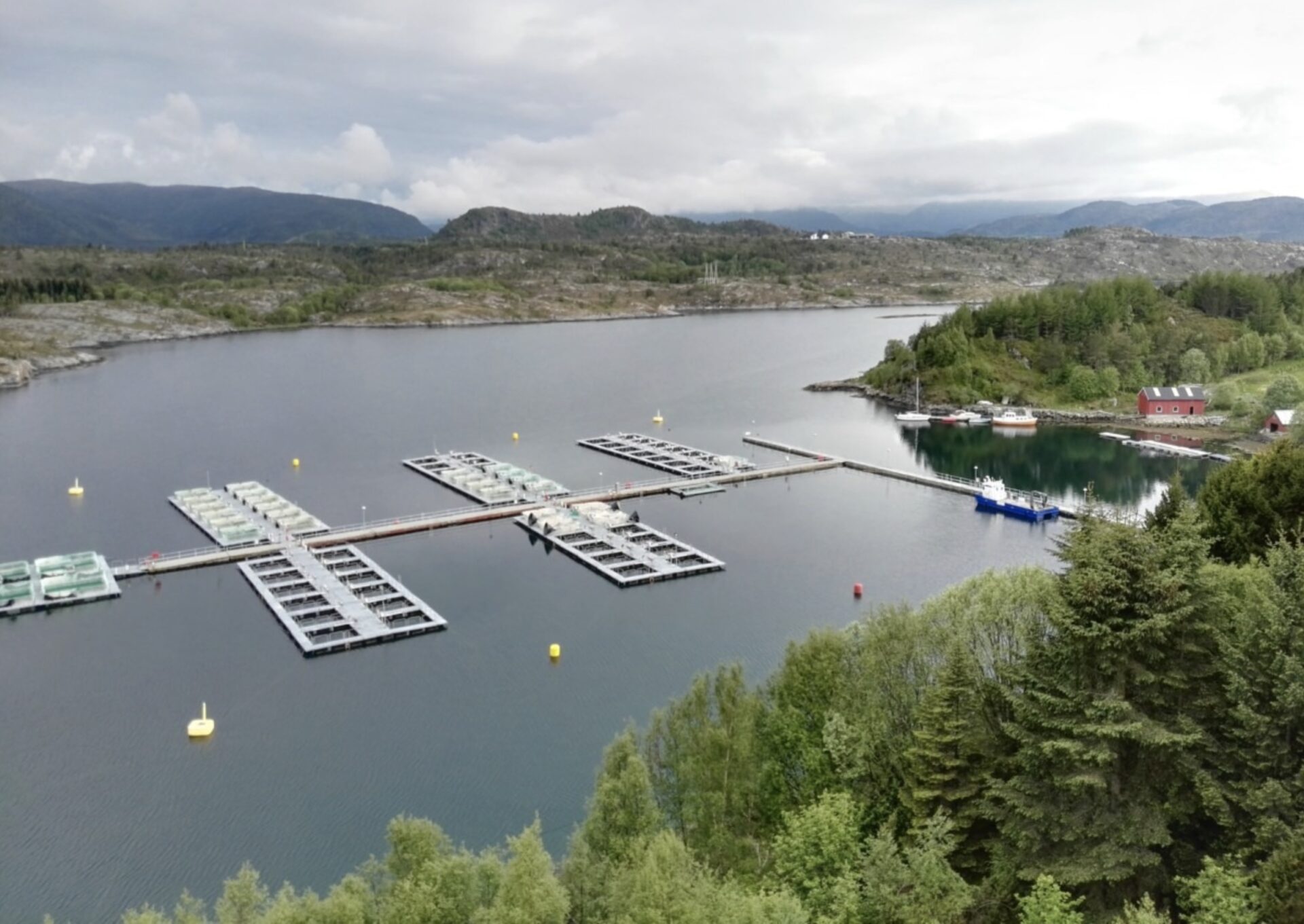 Mowi named most sustainable protein producer by Coller’s FAIRR Protein ...