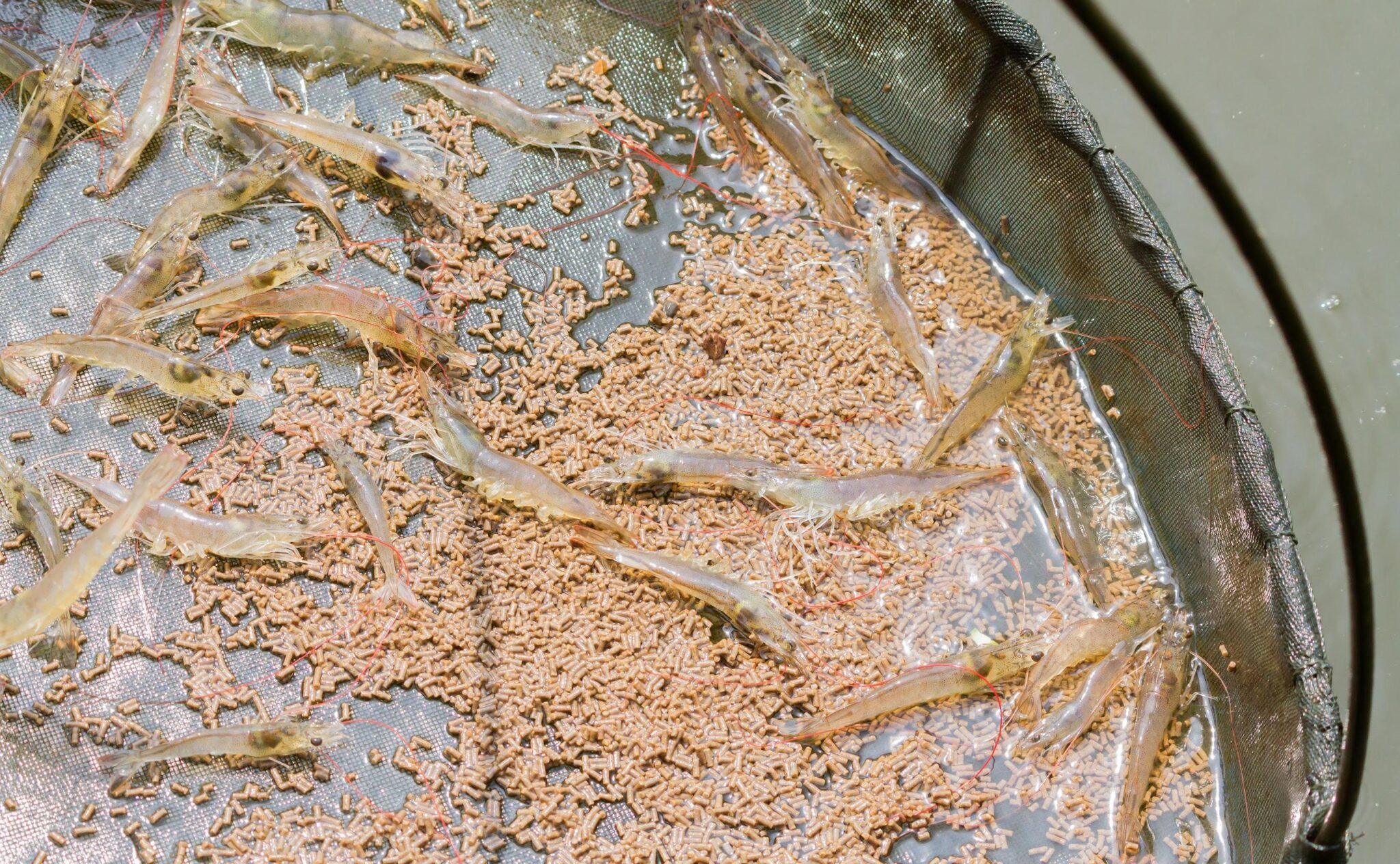 Health-promoting additives supplemented in inert microdiets for ...