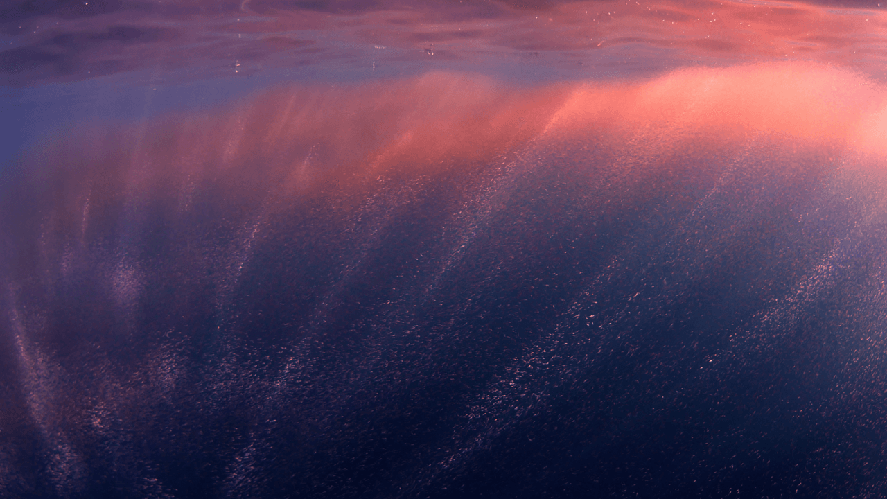 Krill meal diet contributes to improved reproductive performance in ...