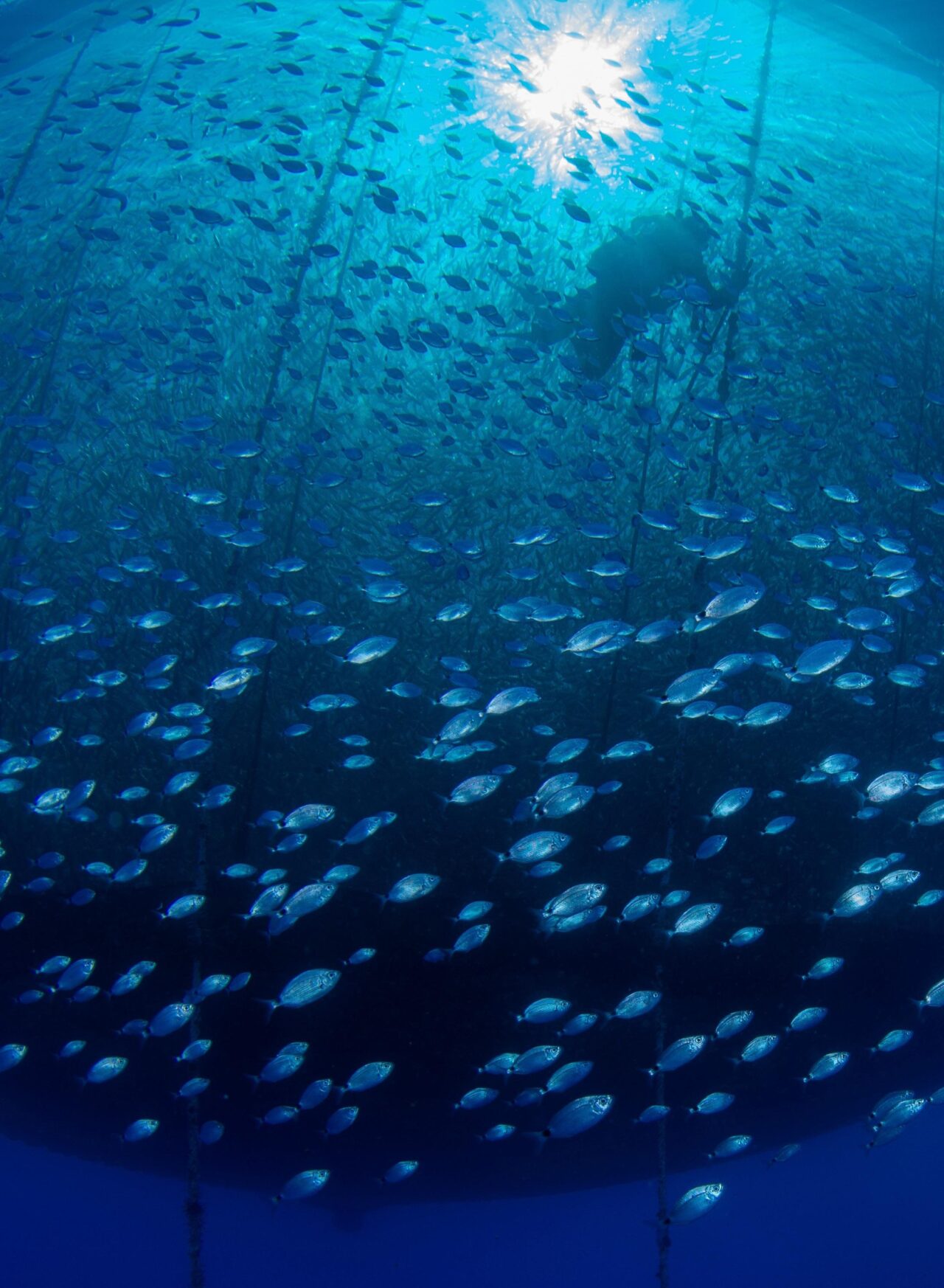 Celebrating 50 Years of Aquaculture Magazine: Bridging Pioneers in the ...