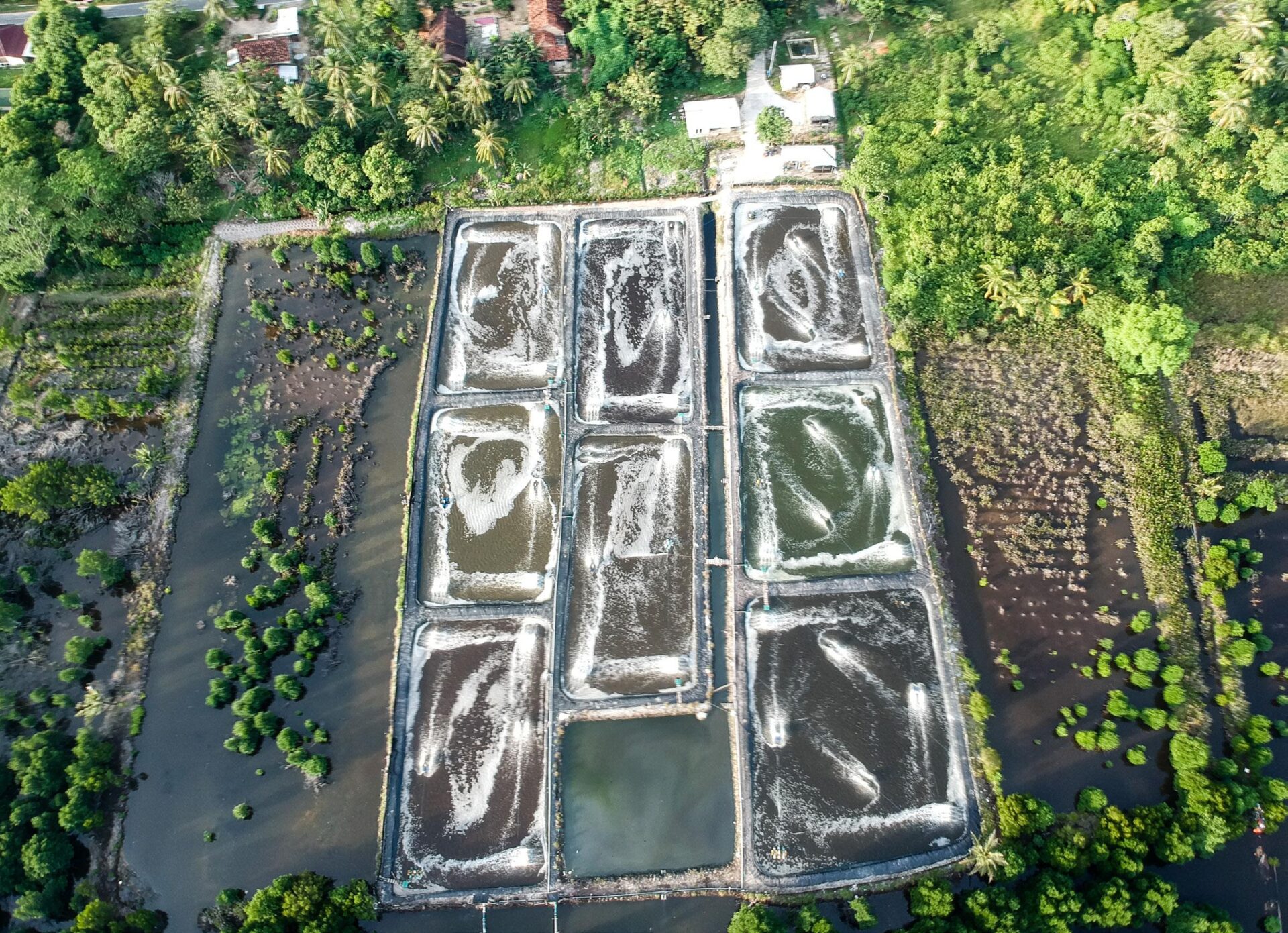 An Economic Analysis Ecoshrimp White Shrimp (Litopenaeus vannamei ...