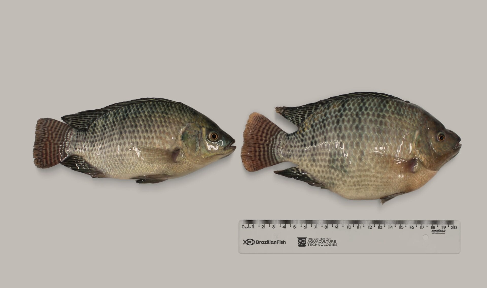 Brazilian Fish Announce the First Commercial-Scale Genetically Edited ...
