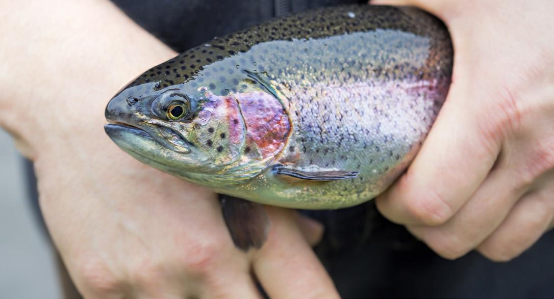 Review: Recent Applications of Gene Editing in Fish Species and Aquatic ...