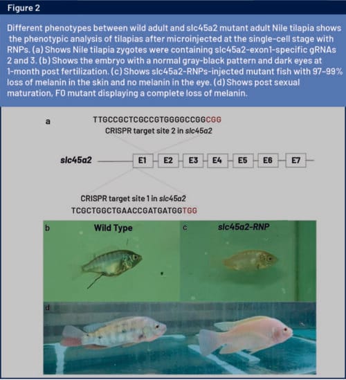 Review: Recent Applications of Gene Editing in Fish Species and Aquatic ...
