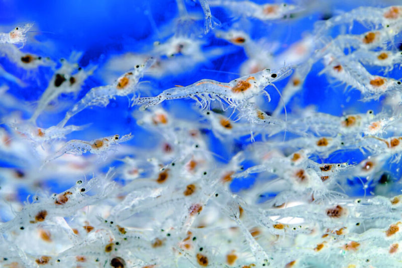 Benchmark Genetics Starts a New Era as a Part of Novo Holdings ...