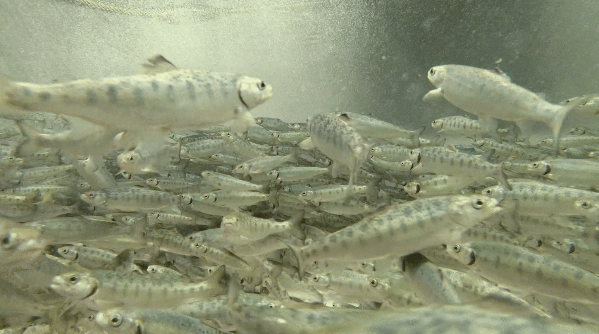 Eco AquaFarm Starts Operation in South Korea’s First Land-Based Salmon ...