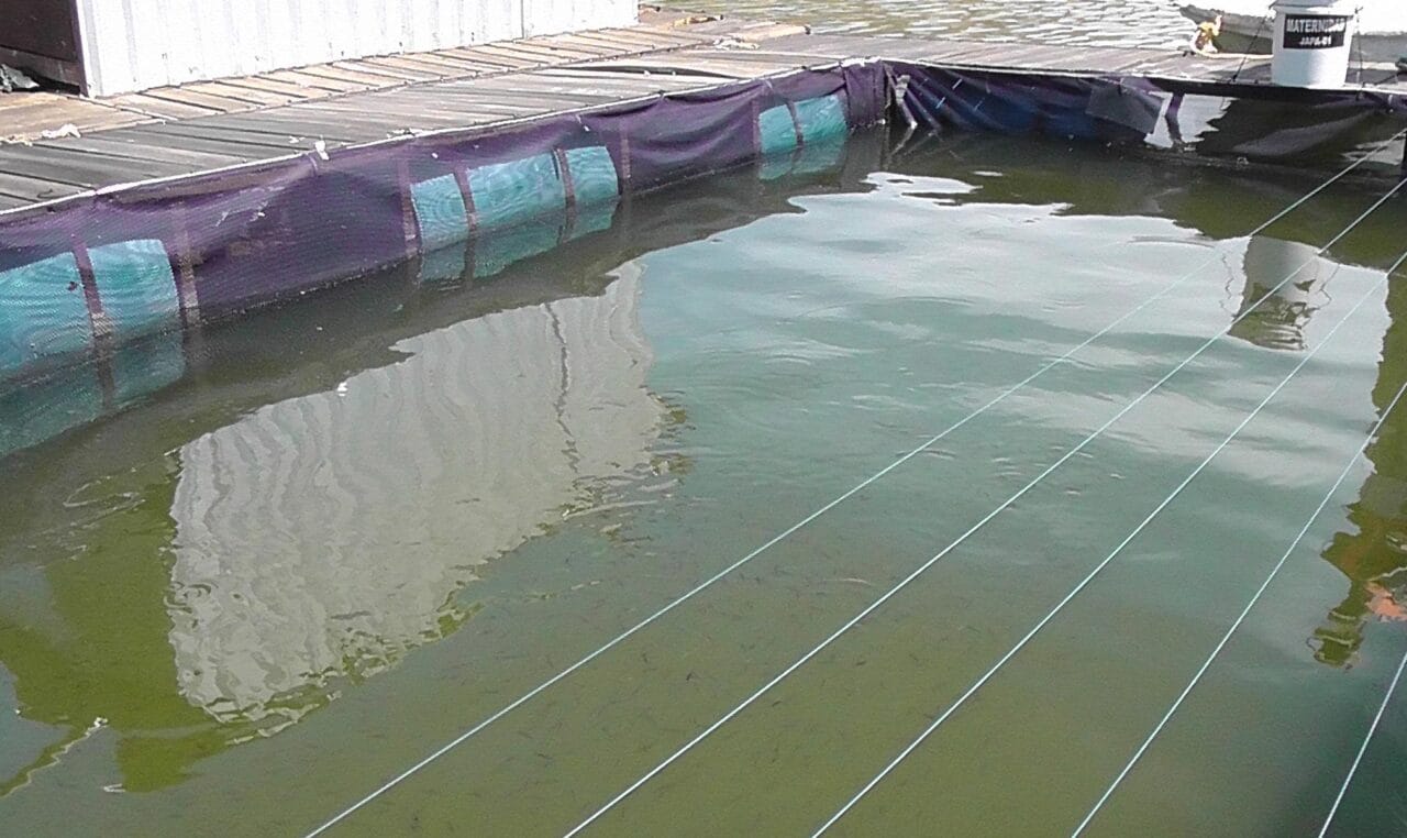 Efficiency and Sustainability of In-Pond Raceway Systems for Tilapia ...
