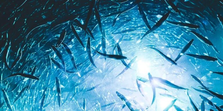 NaturAlleva and Innovafeed Start a Commercial Partnership to Further ...