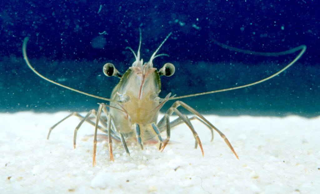All Eleven Major UK Supermarkets Now Committed on Prawn Welfare After ...