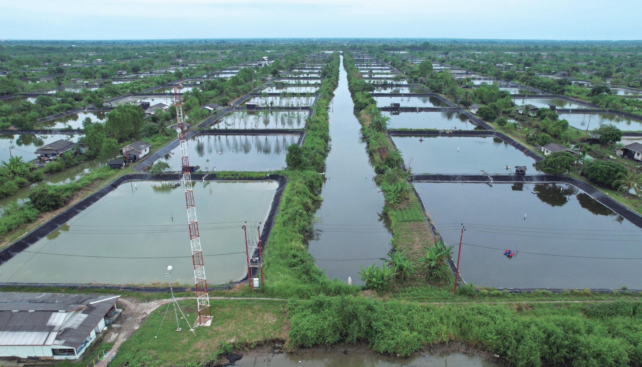 Effects of Shrimp Aquaculture on Mangrove Soil Carbon Stocks and ...